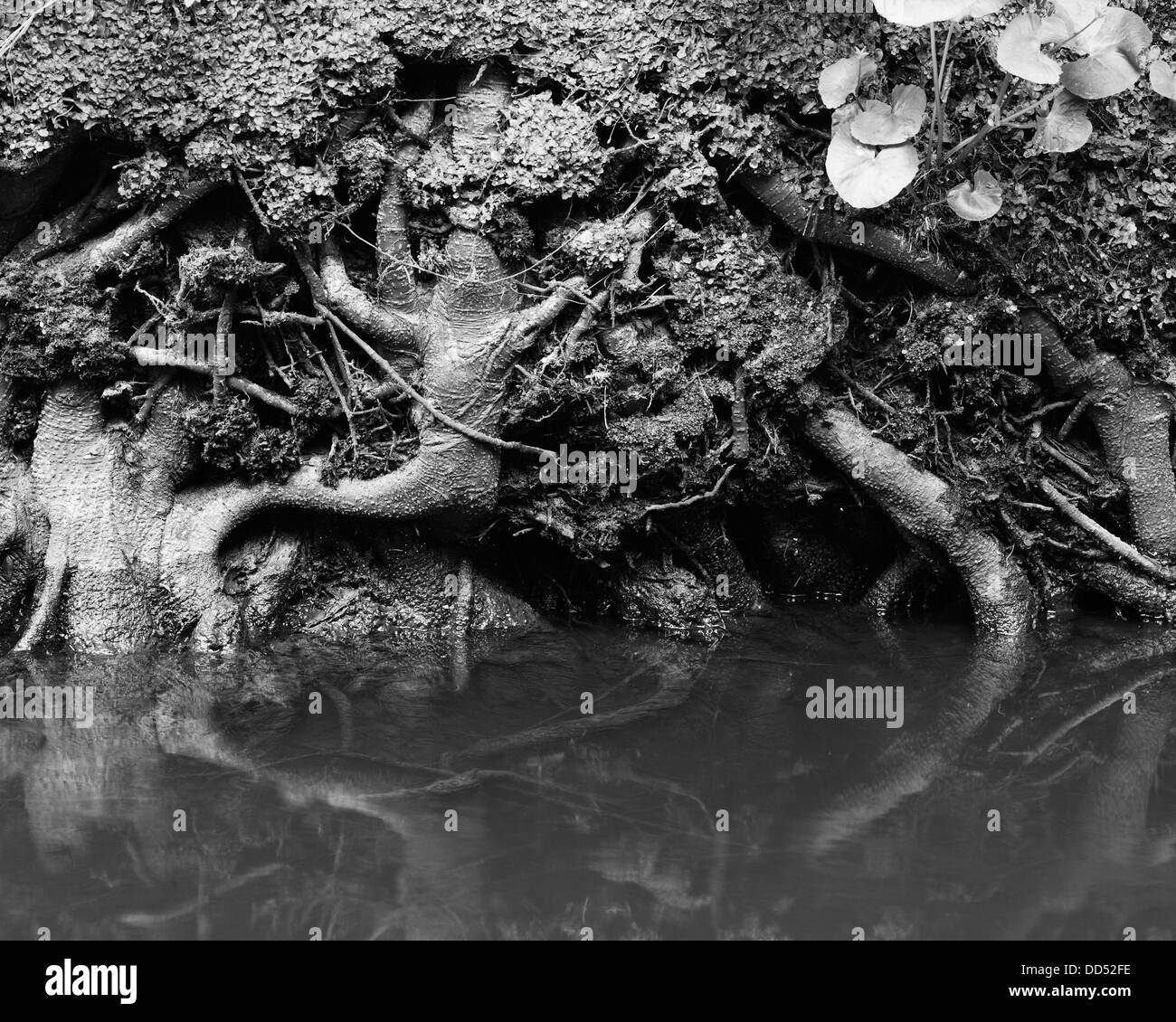 Roots network hi-res stock photography and images - Alamy