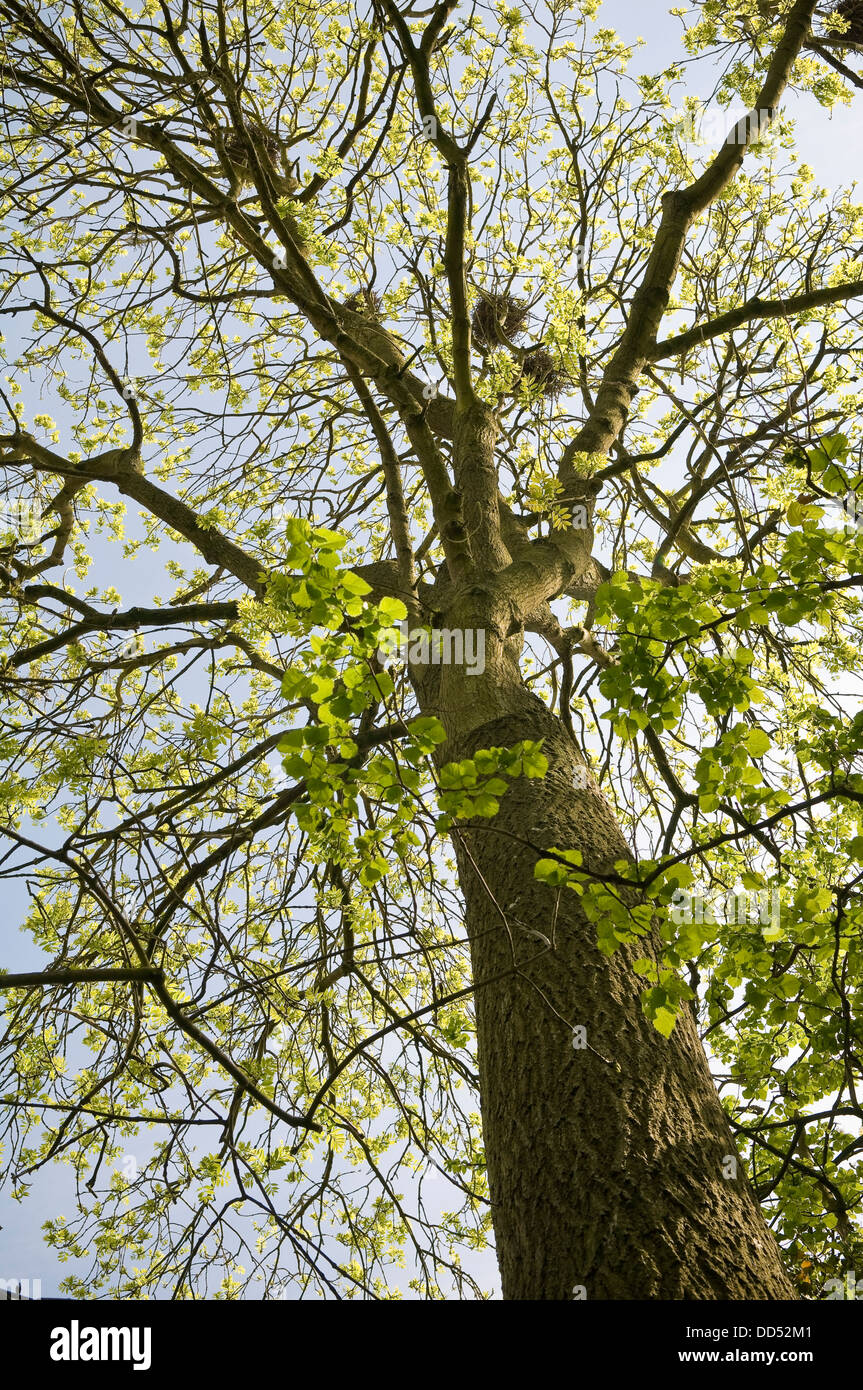 Crows Nests In Trees High Resolution Stock Photography and Images - Alamy