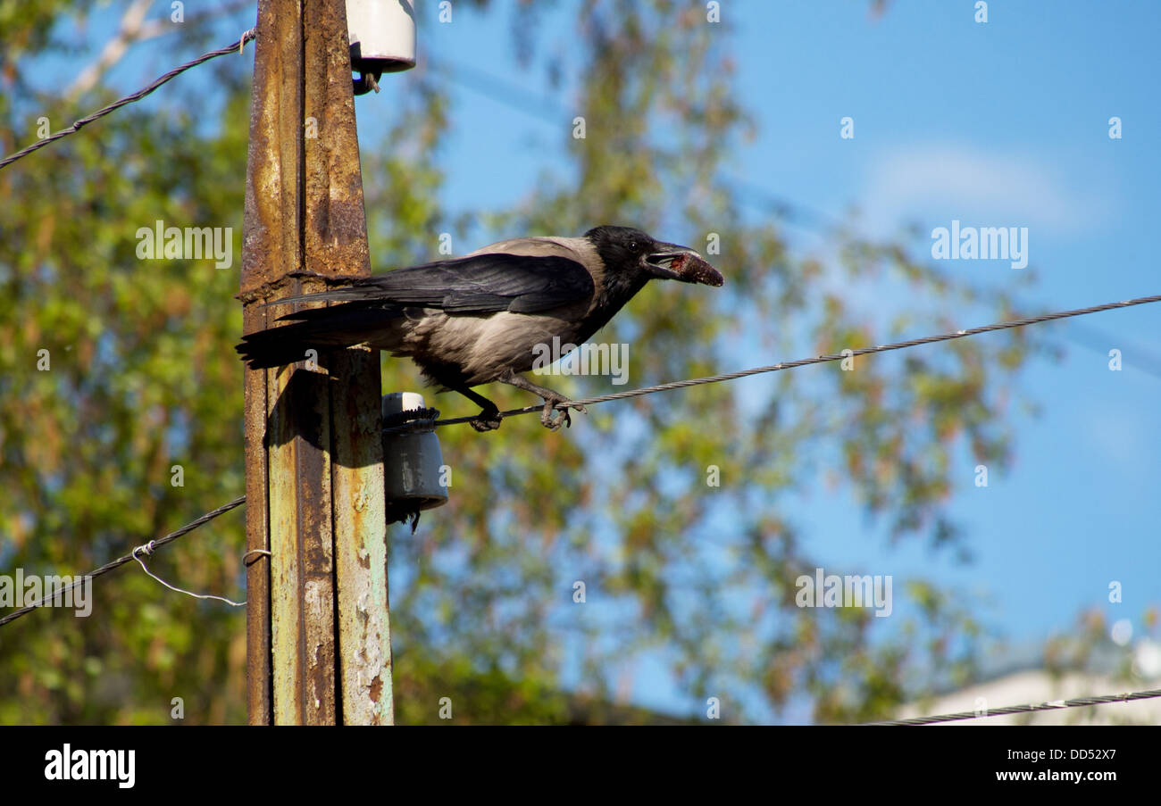 Crow on a wire hi-res stock photography and images - Alamy