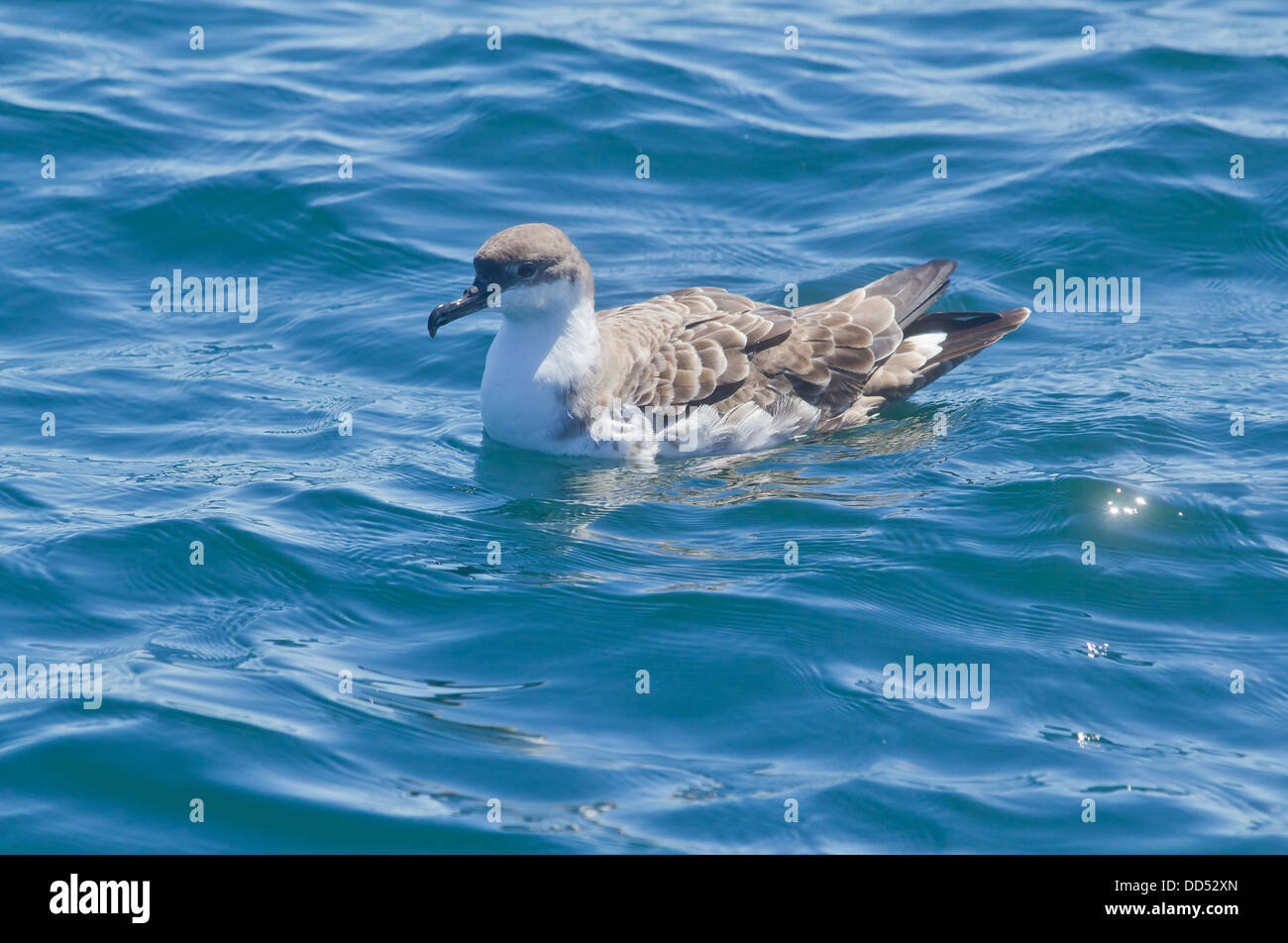 Portrait of a pelagic bird,Greater Shearwater, swimming in cold water ...