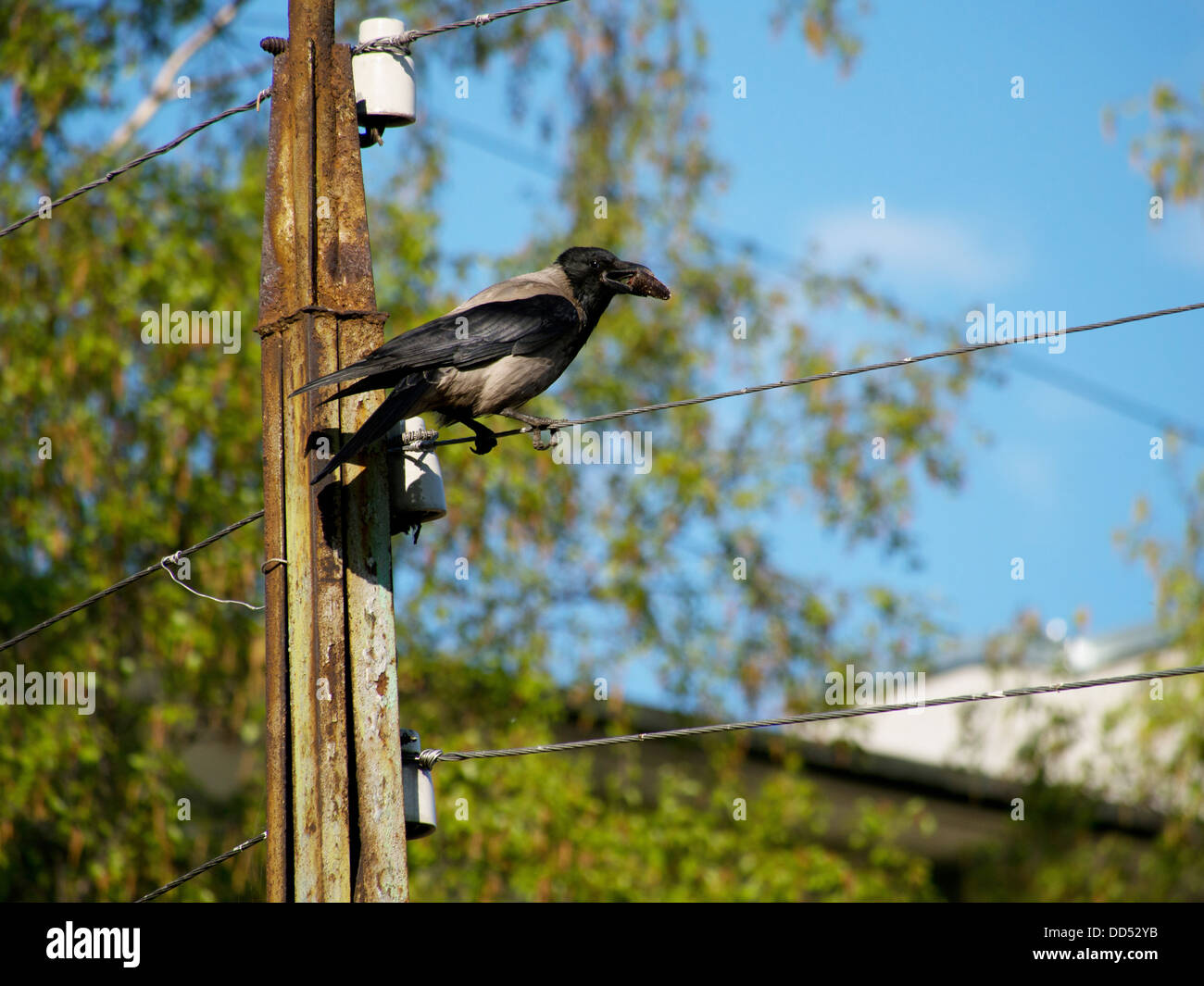Crow on a wire hi-res stock photography and images - Alamy