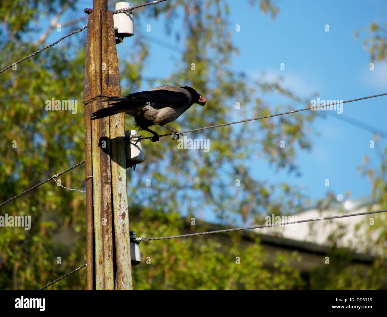 Crow on a wire hi-res stock photography and images - Alamy