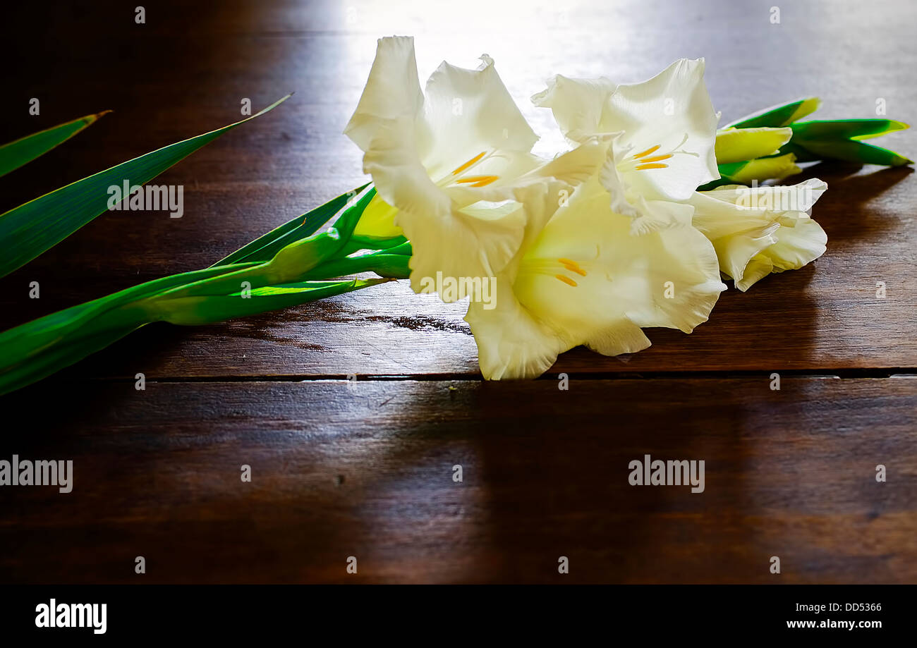 Beautiful gladiola flower hi-res stock photography and images - Alamy