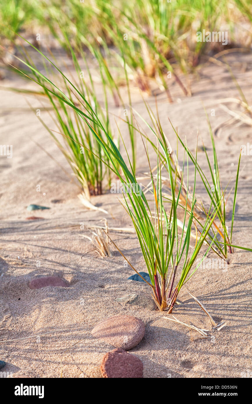 Maram High Resolution Stock Photography and Images - Alamy