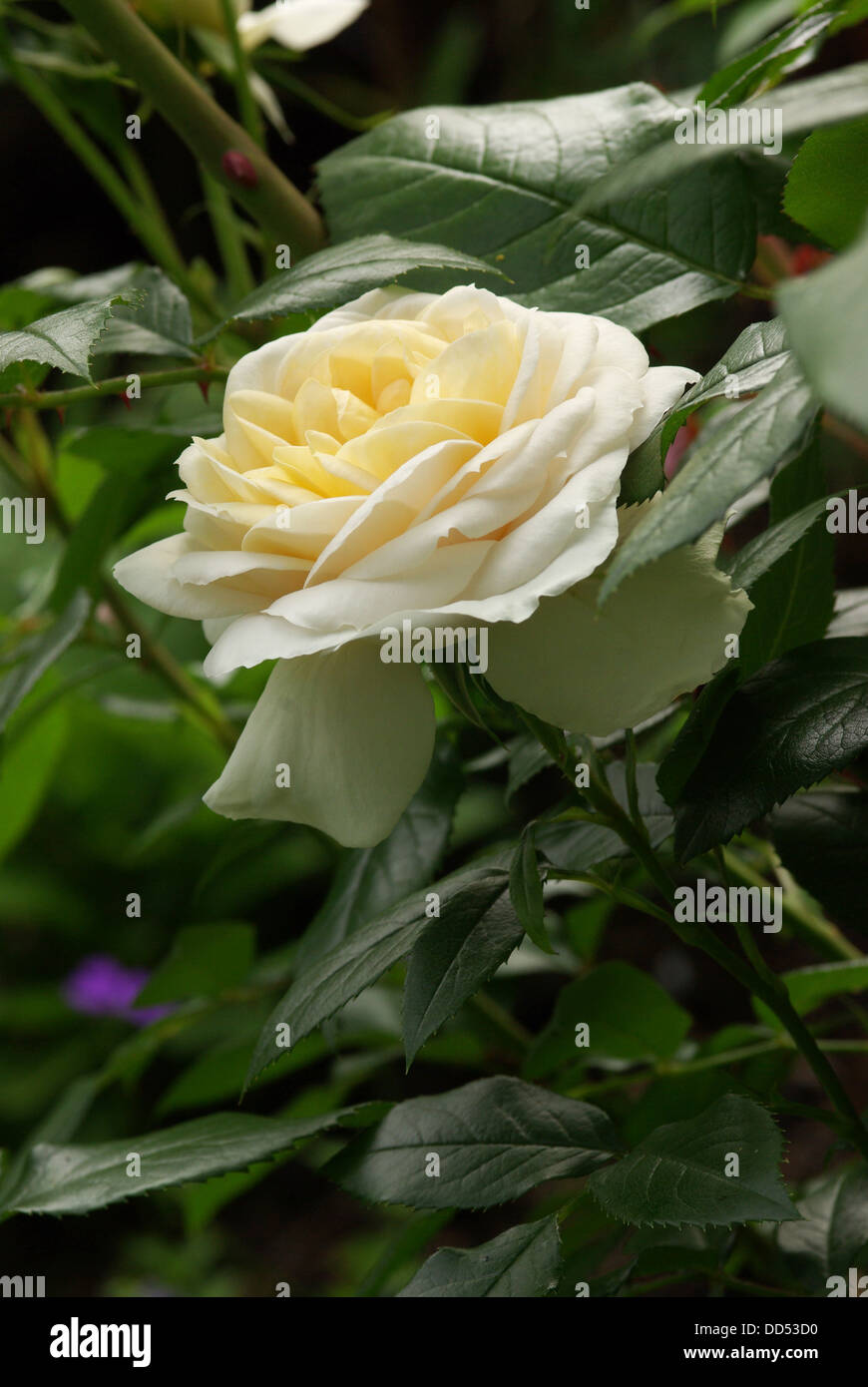 Rosa CHAMPAGNE MOMENTS Stock Photo - Alamy