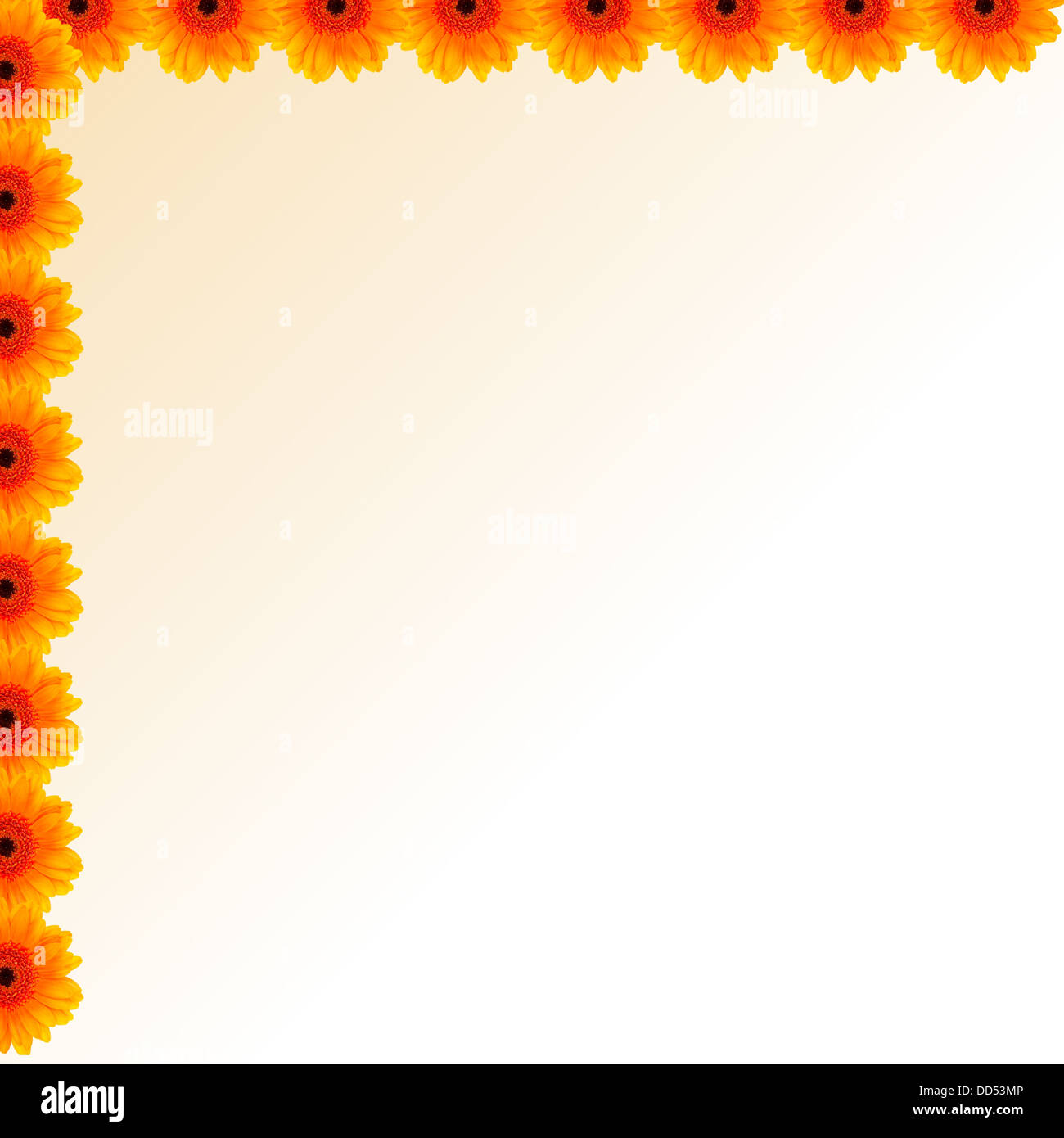 Beautiful corner of orange gerberas with colour gradient Stock Photo ...