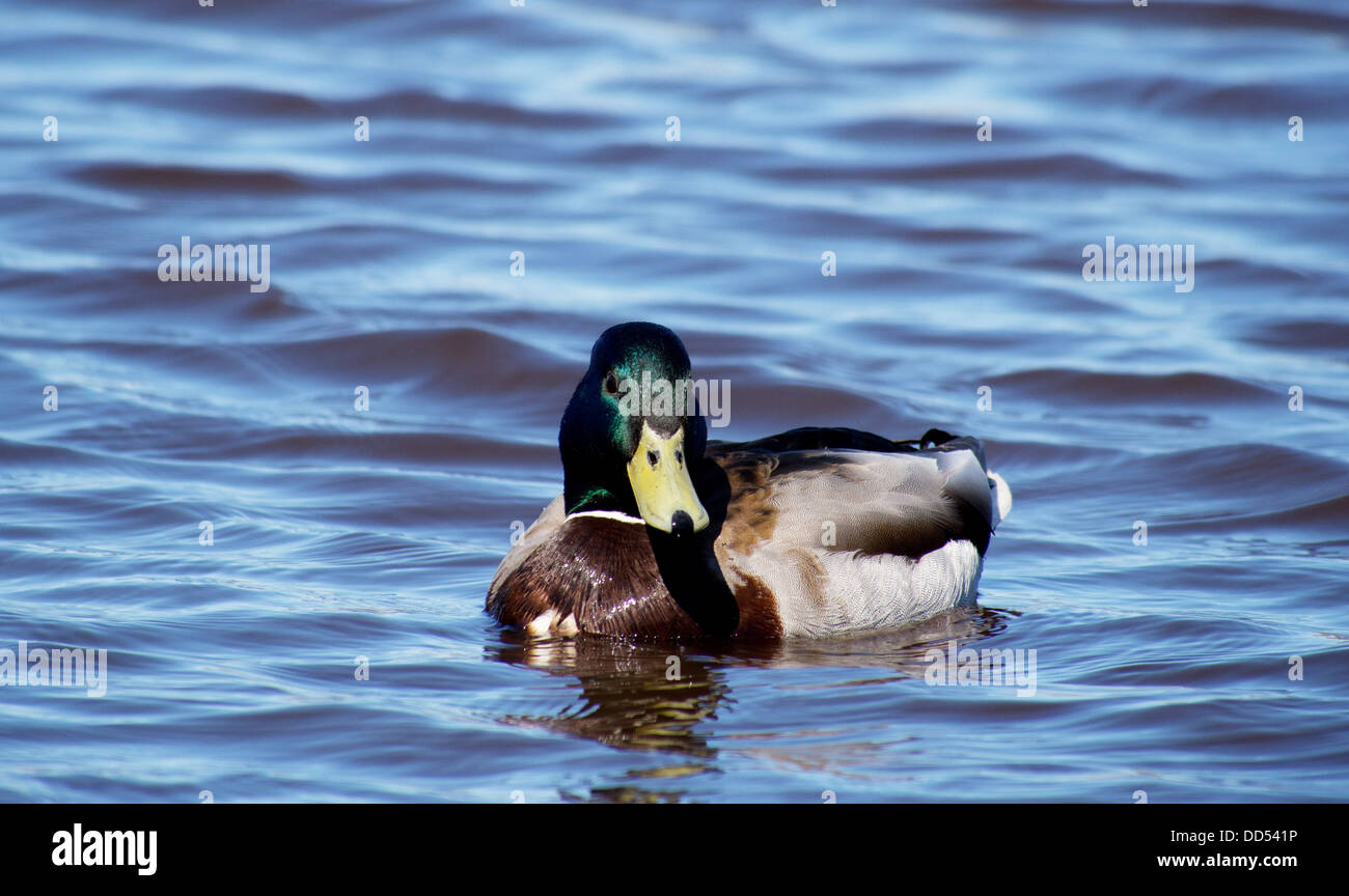 mallard duck on the lake Stock Photo - Alamy