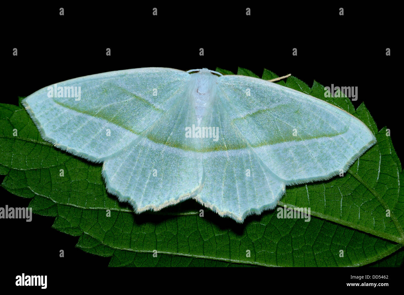 Dogbane Tiger Moth perched on a plant leaf Stock Photo - Alamy