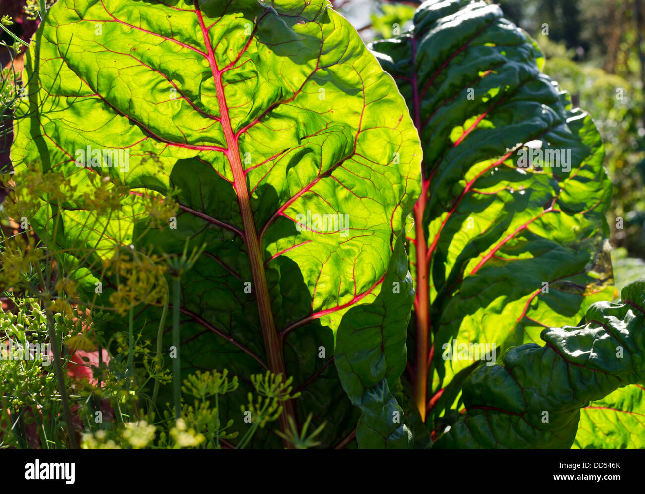 Ruby red chard (Beta vulgaris) leaves in the garden, beautifully ...
