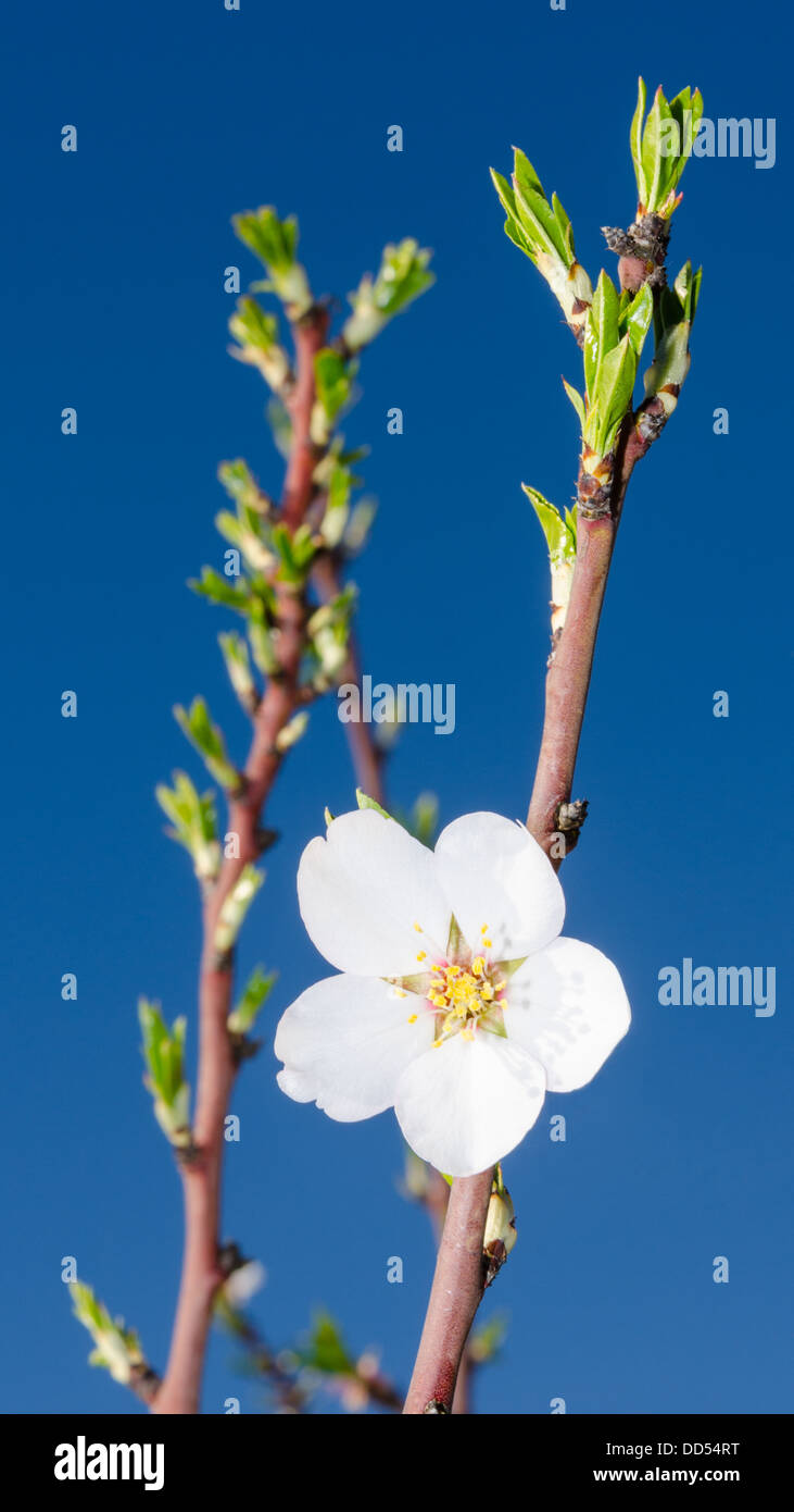 Spring flower bloom white blossom hi-res stock photography and images ...