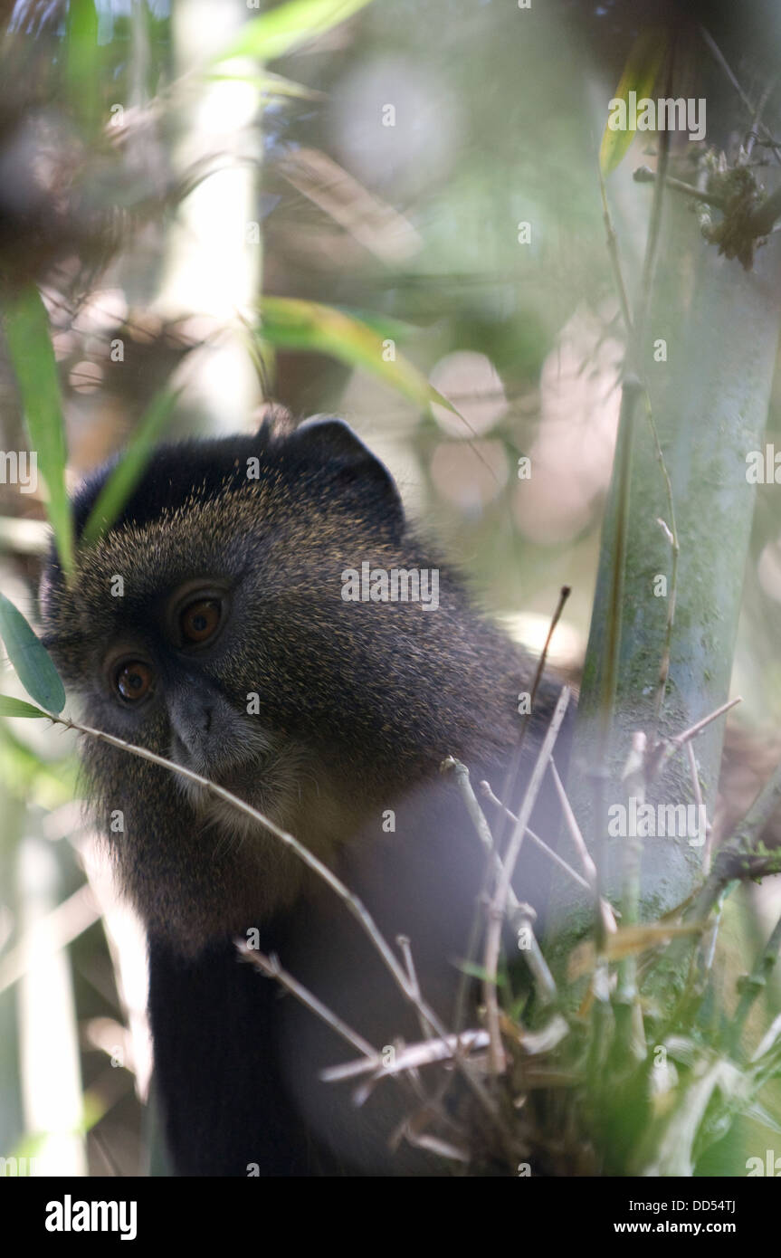 Golden Monkey primate endangered species sat alert among the its native ...