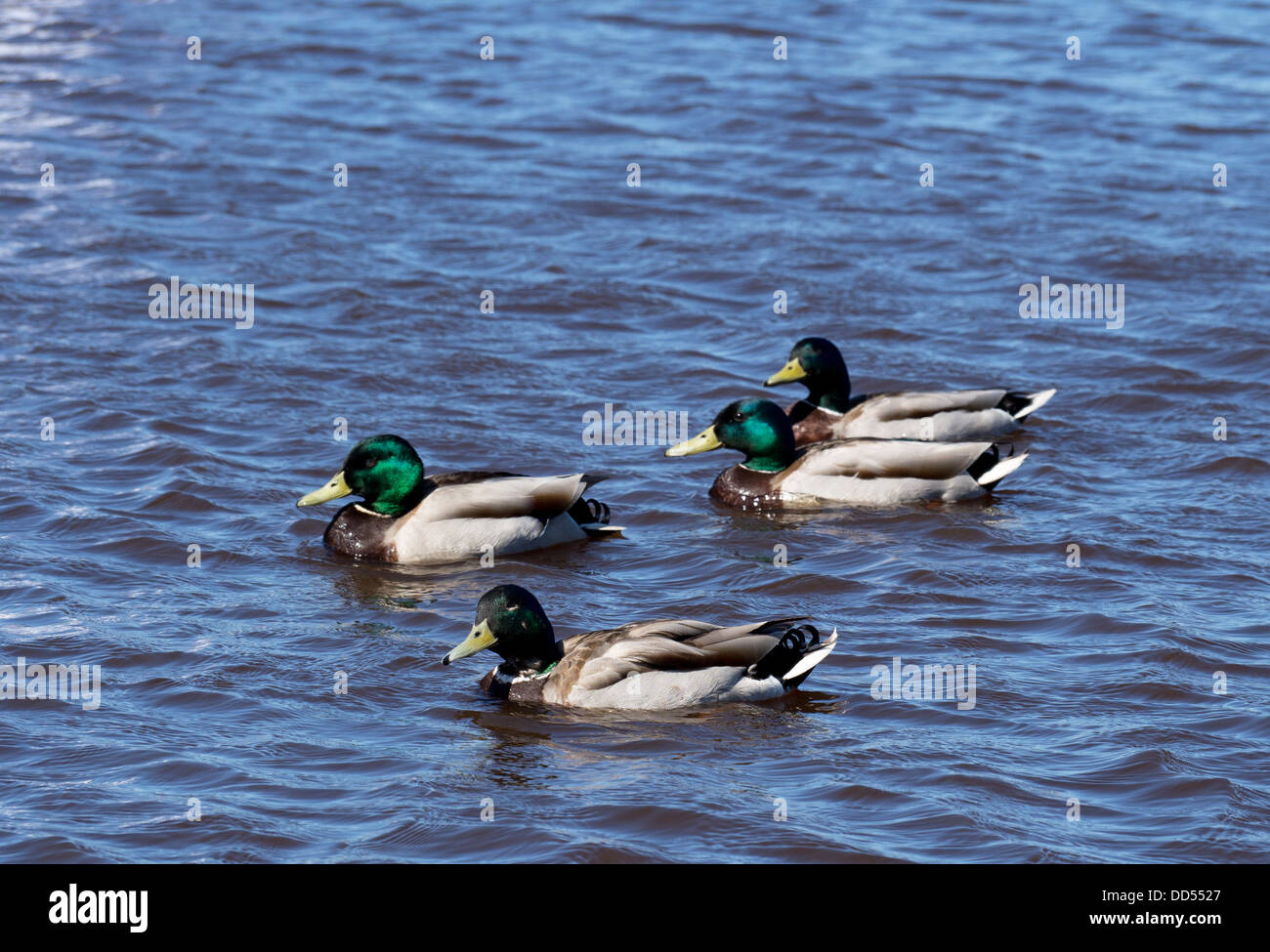 mallard duck on the lake Stock Photo - Alamy