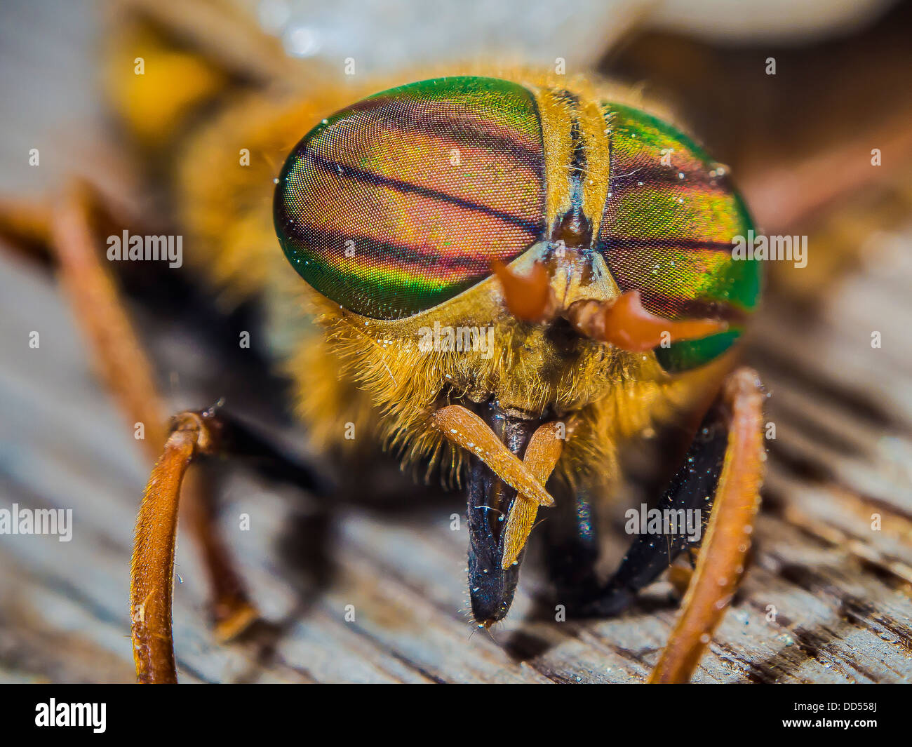 Gadfly bite hi-res stock photography and images - Alamy