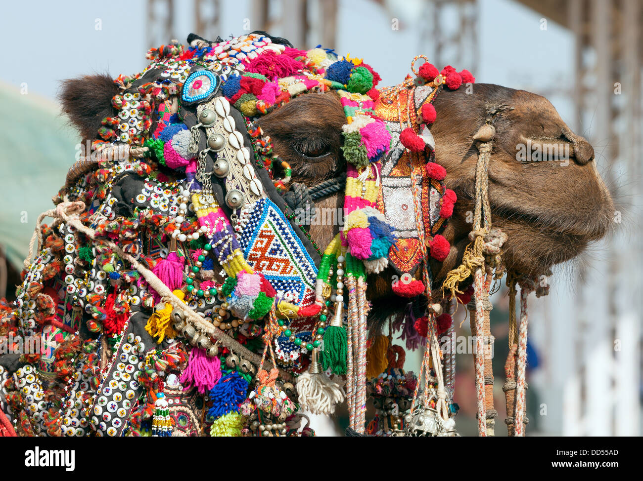Decorated camel at the Pushkar fair. Rajasthan, India, Asia Stock Photo ...