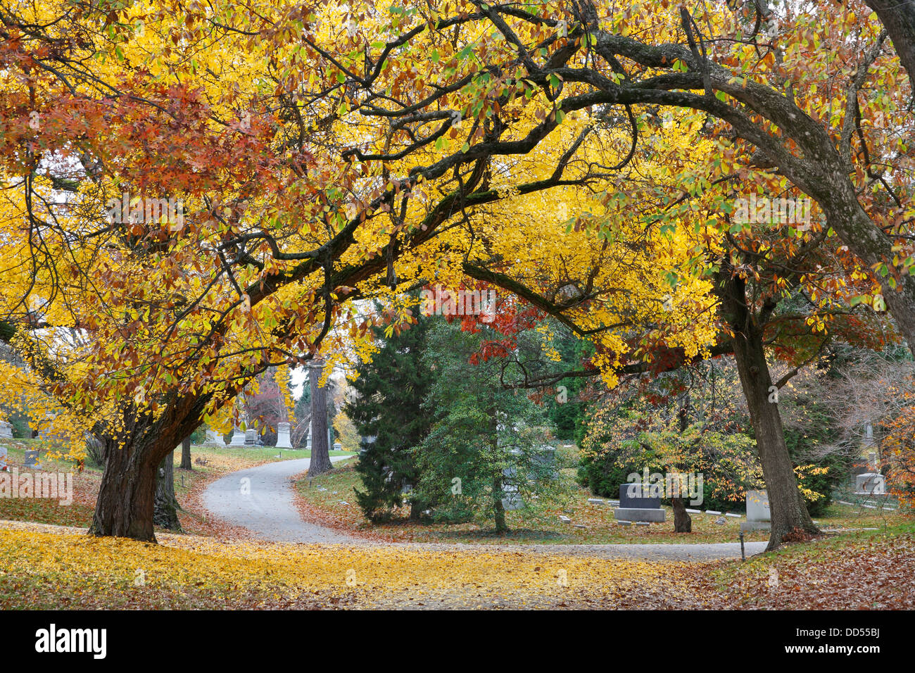 A Canopy Of Blazing Yellow Trees Over A Quiet Cemetery Road In Autumn ...