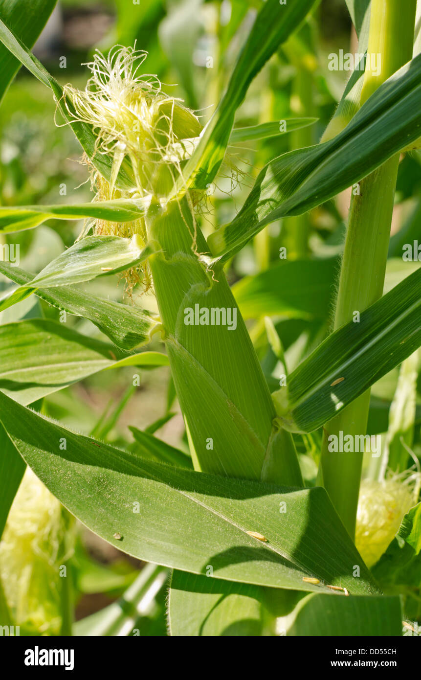 Corn on the cob plants hi-res stock photography and images - Alamy