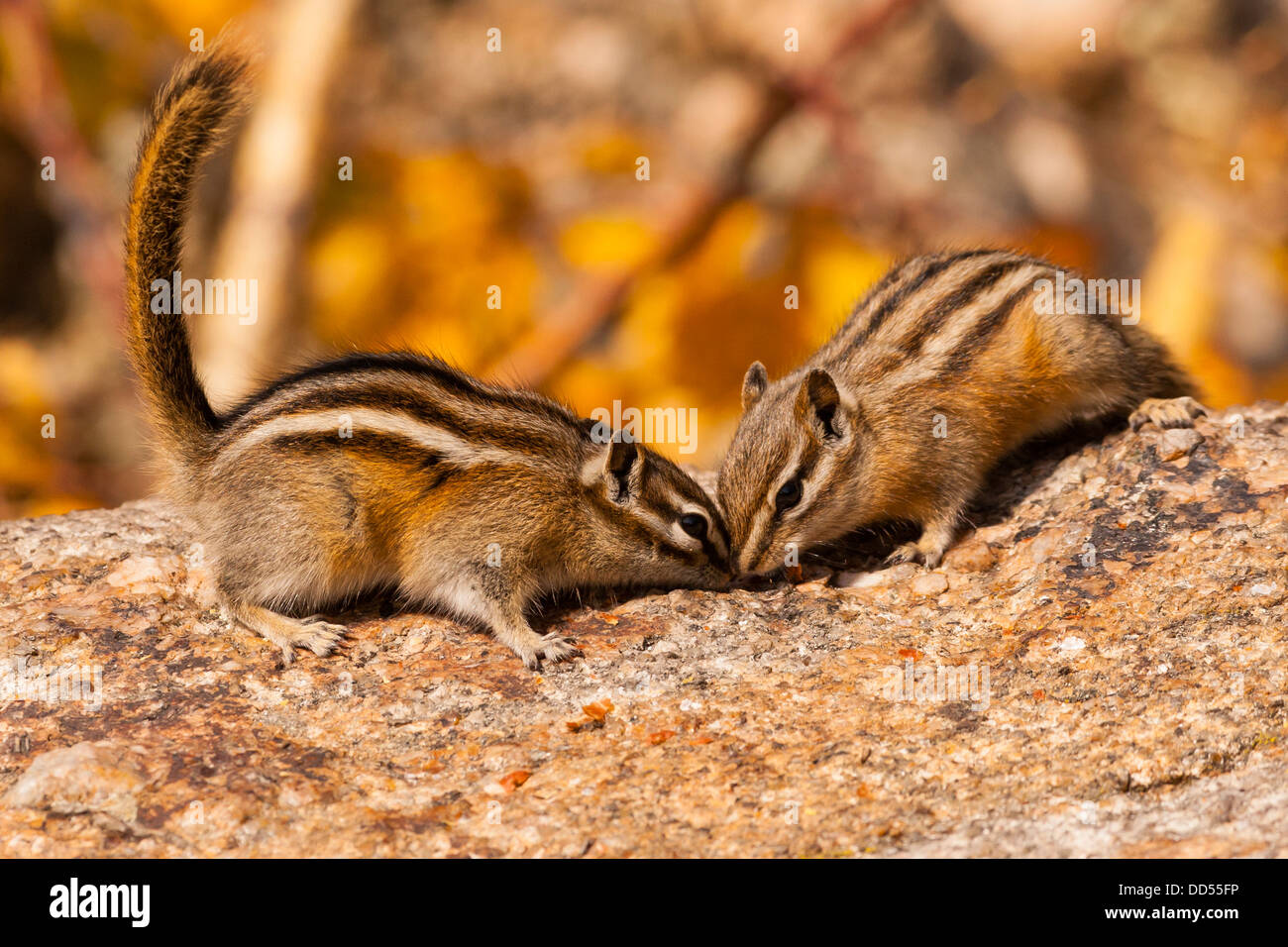 USA, South Dakota, Custer State Park. Two chipmunks on rock Stock Photo ...