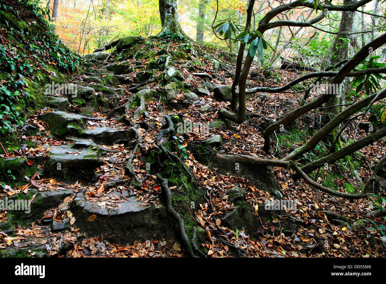 Stone Steps And Vines During Autumn In The Great Smoky Mountains ...