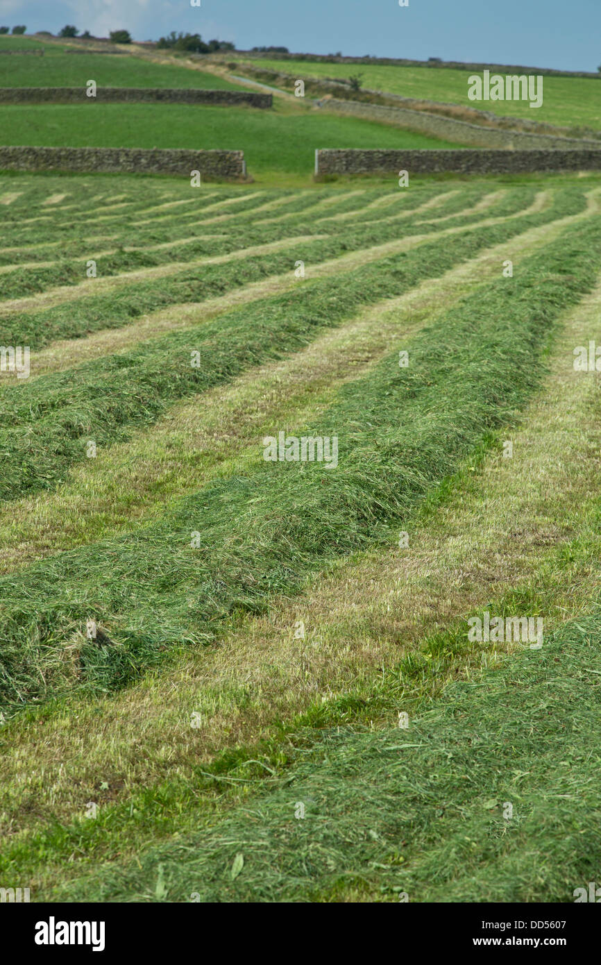 Cut grass for silage hi-res stock photography and images - Alamy