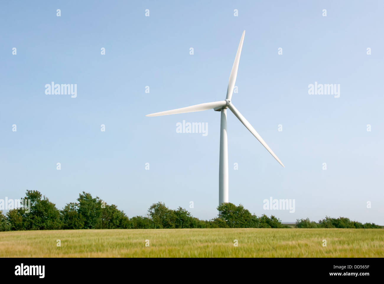 Single wind turbine on blue sky background and cornfield Stock Photo ...