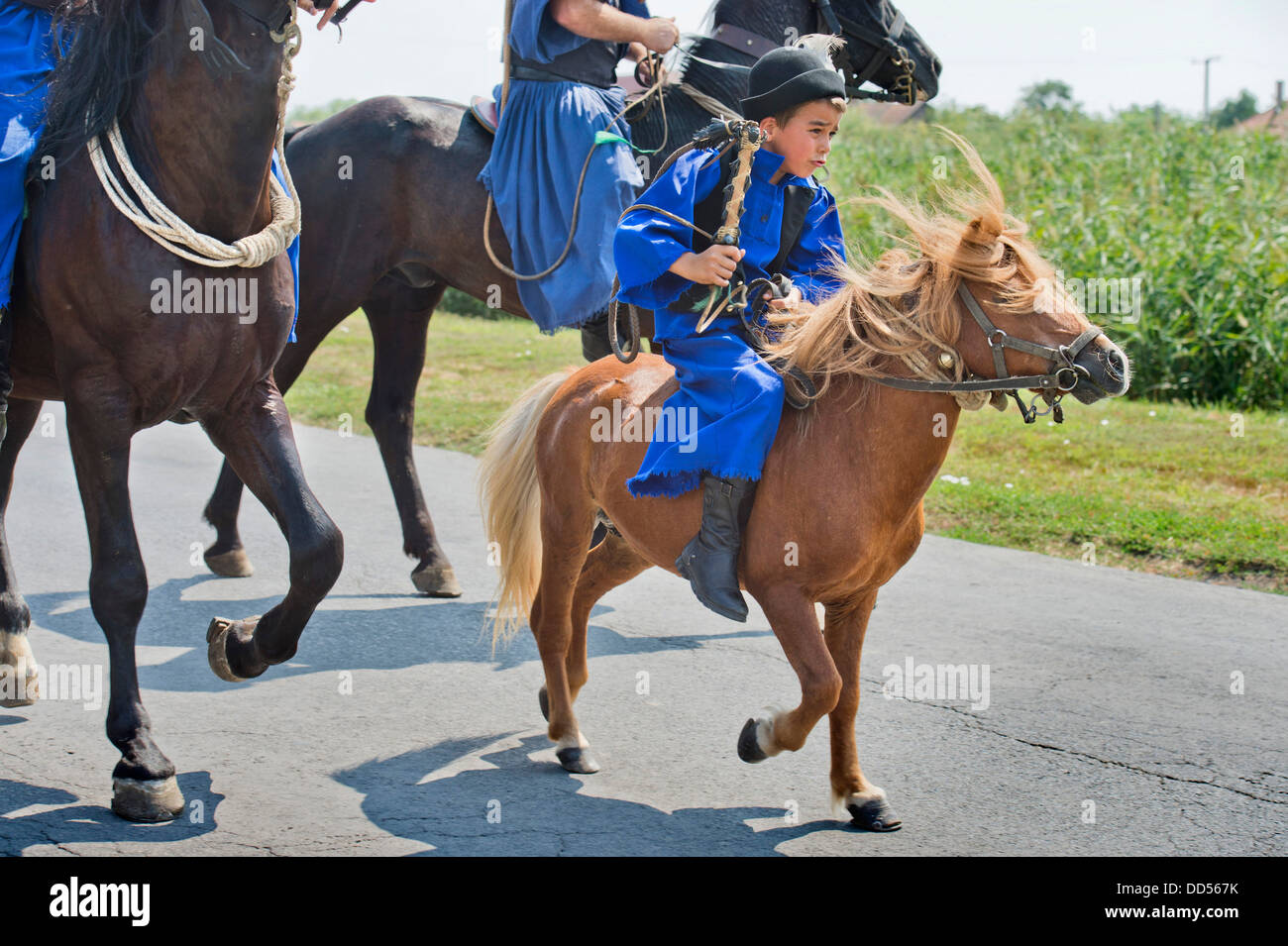 Traditional Hungarian 'Csikos' at a horse festival in the Hungarian ...