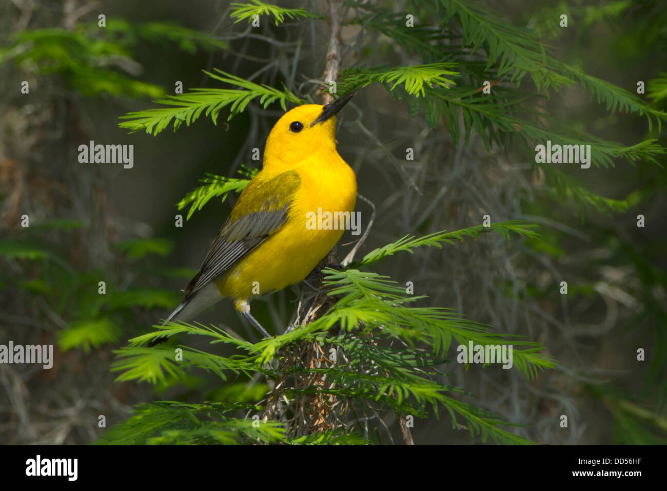 Prothonotaria hi-res stock photography and images - Alamy