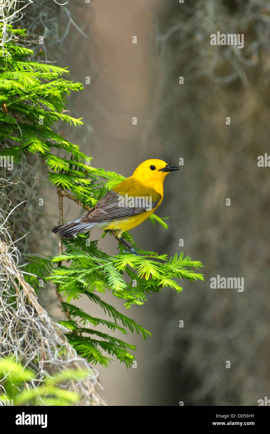 Larry bird defending hi-res stock photography and images - Alamy