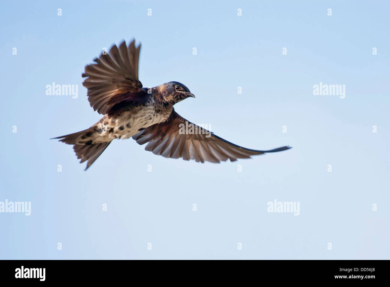 Purple Martin (Progne subis) female in flight, Texas, USA Stock Photo ...