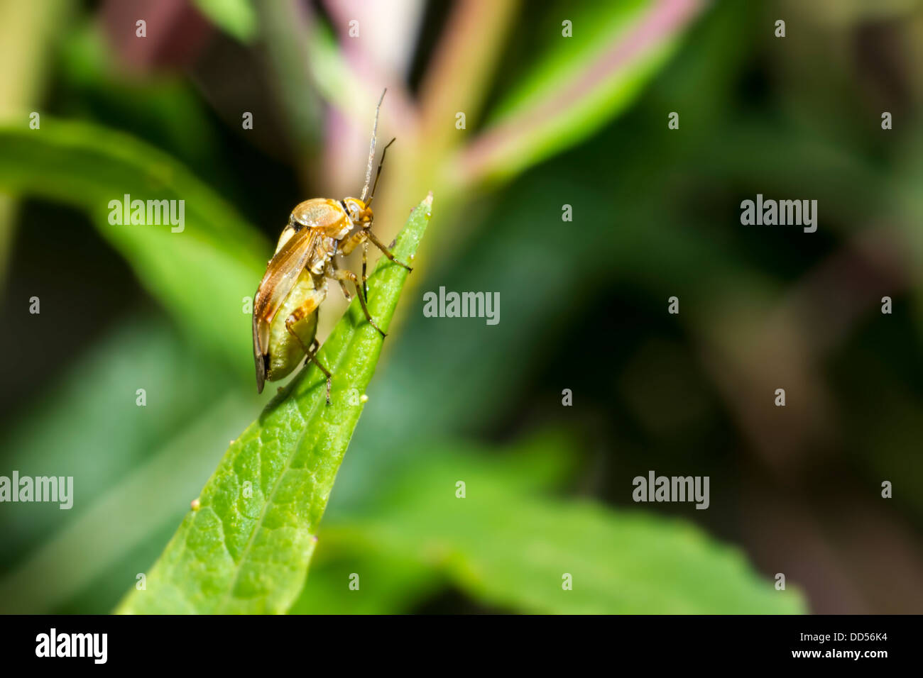 Portrait of a bug Stock Photo - Alamy