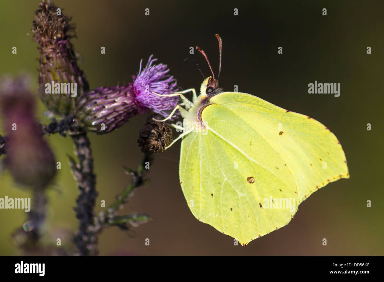 Yellow common brimstone butterfly hi-res stock photography and images ...