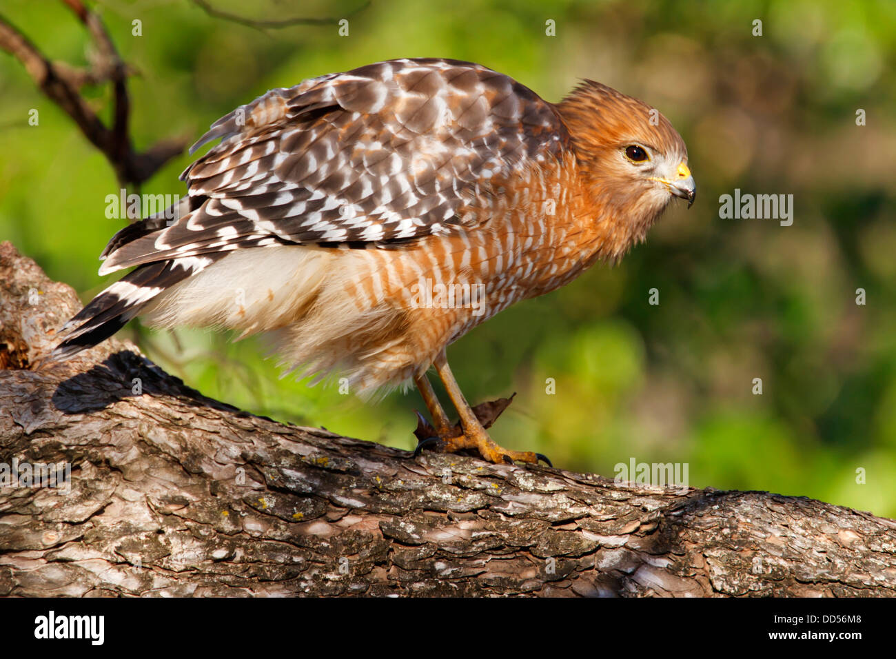 New braunfels, texas hi-res stock photography and images - Alamy