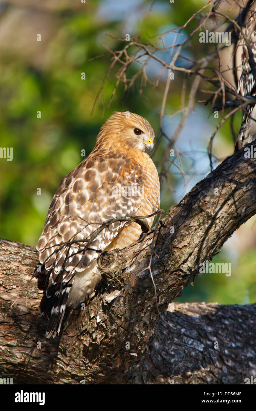 Adult red shouldered hawk perched hi-res stock photography and images ...