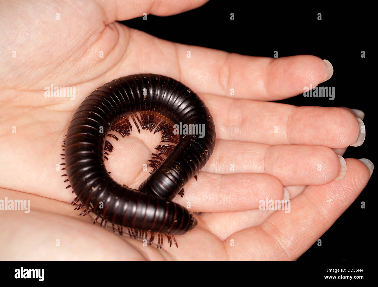 Archispirostreptus gigas hi-res stock photography and images - Alamy