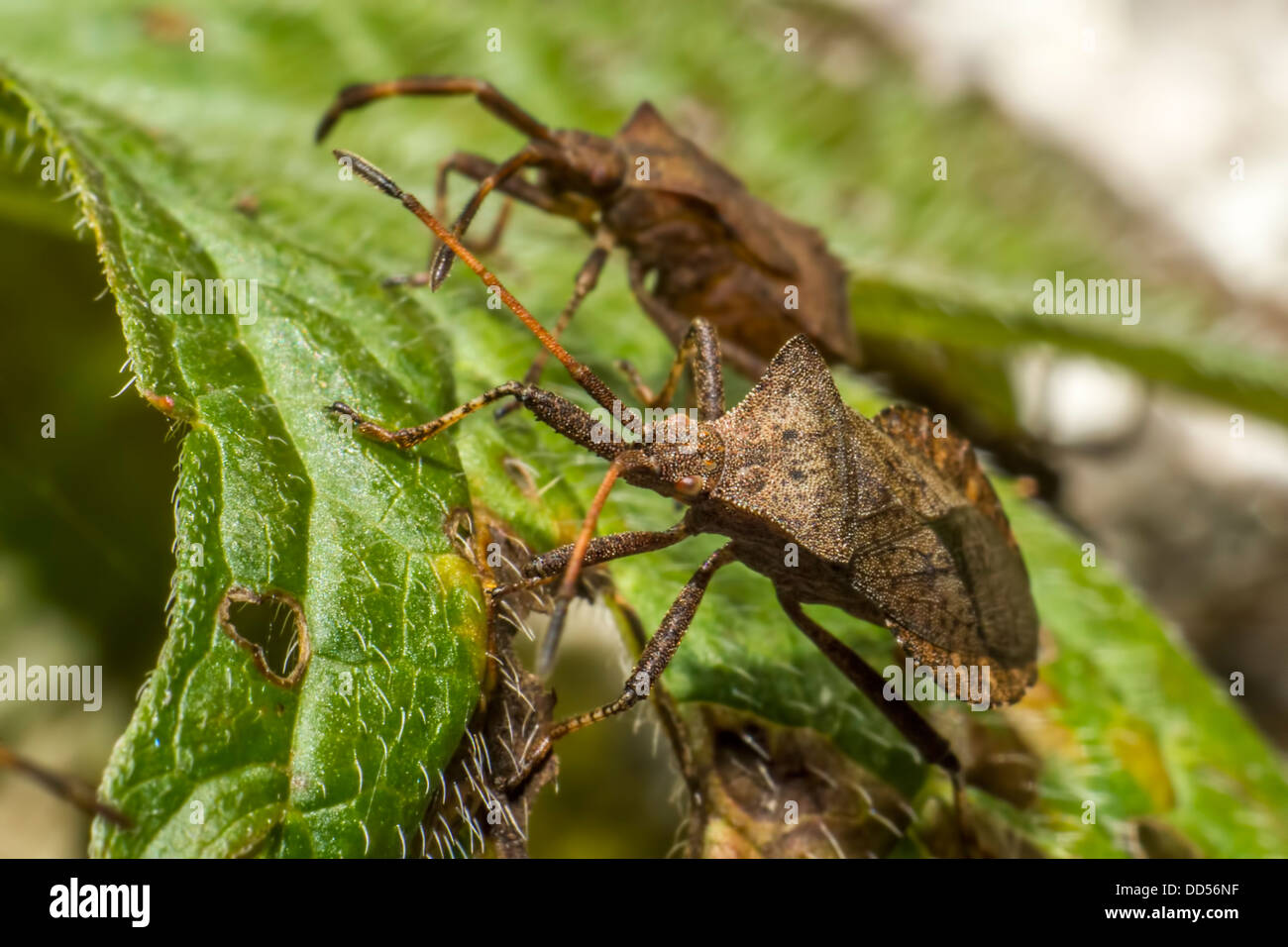The dock bug(Coreus marginatus Stock Photo - Alamy