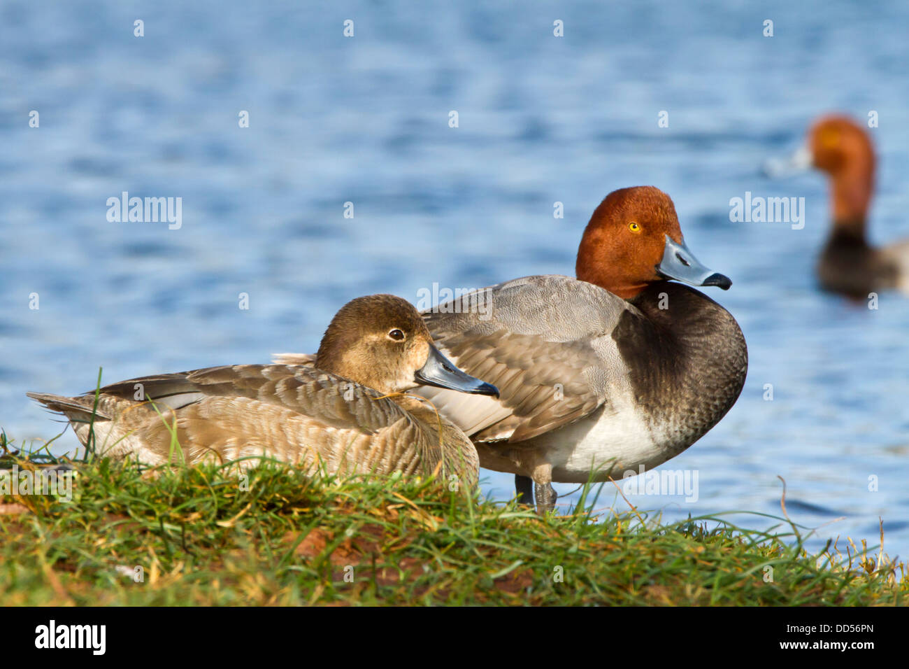 Redhead duck hi-res stock photography and images - Alamy