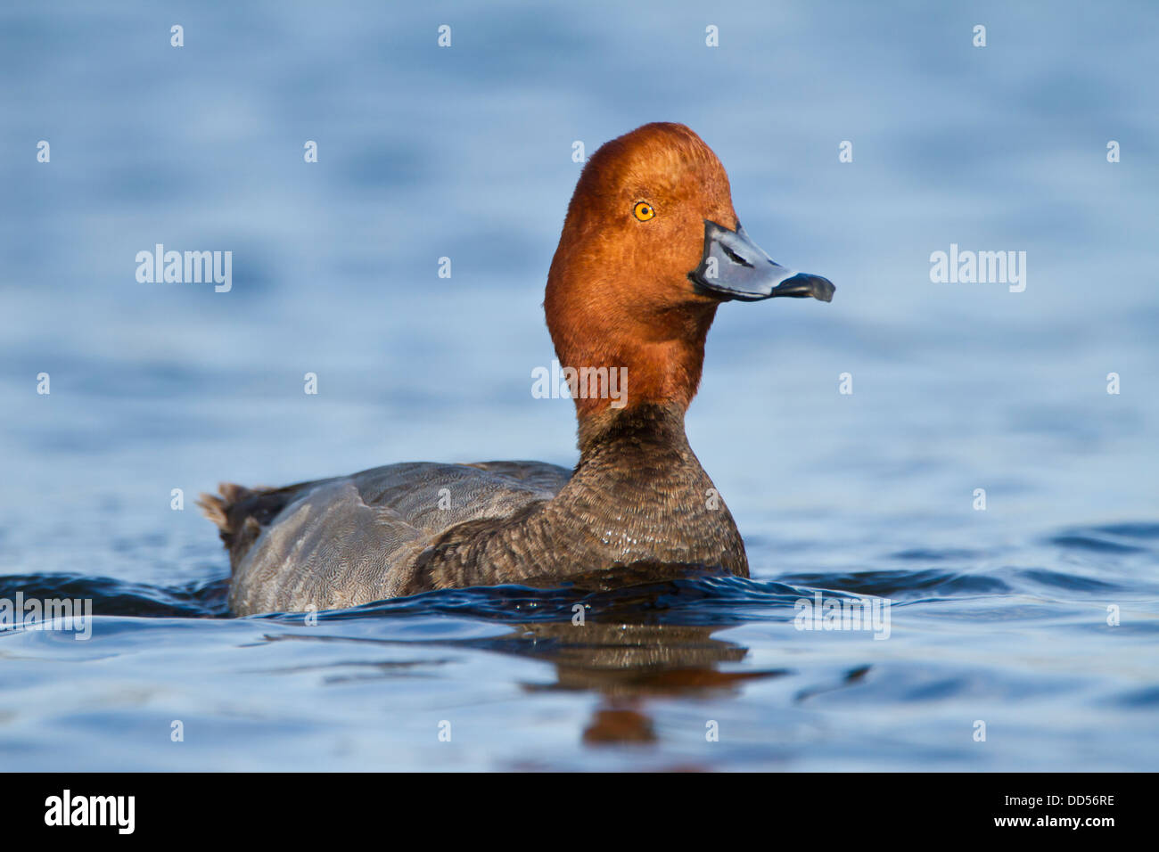 Madre americana hi-res stock photography and images - Alamy