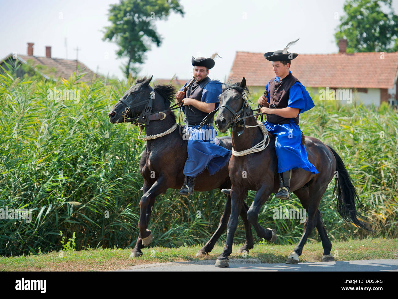 Traditional Hungarian 'Csikos' at a horse festival in the Hungarian ...