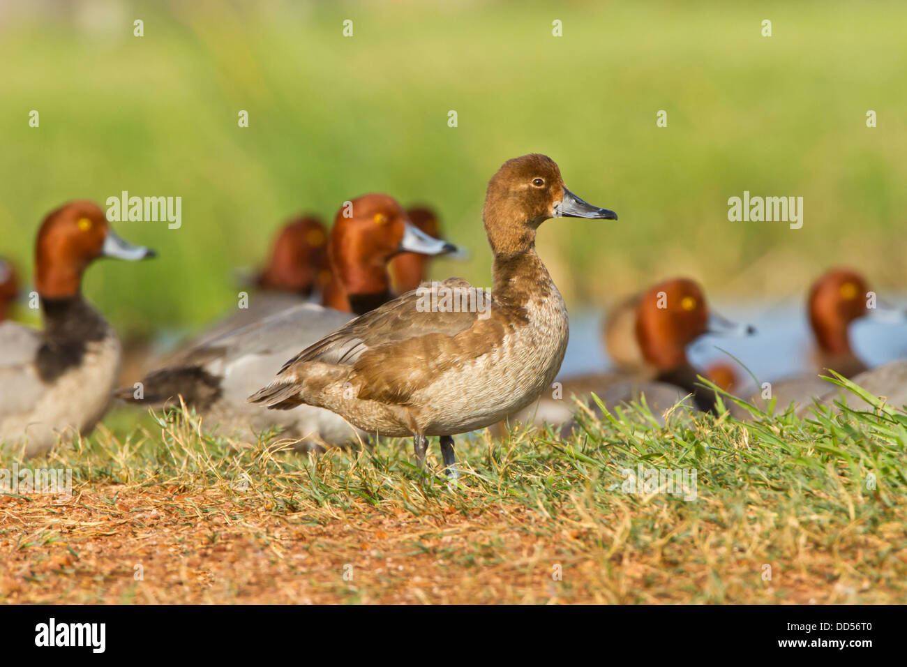Madre americana hi-res stock photography and images - Alamy