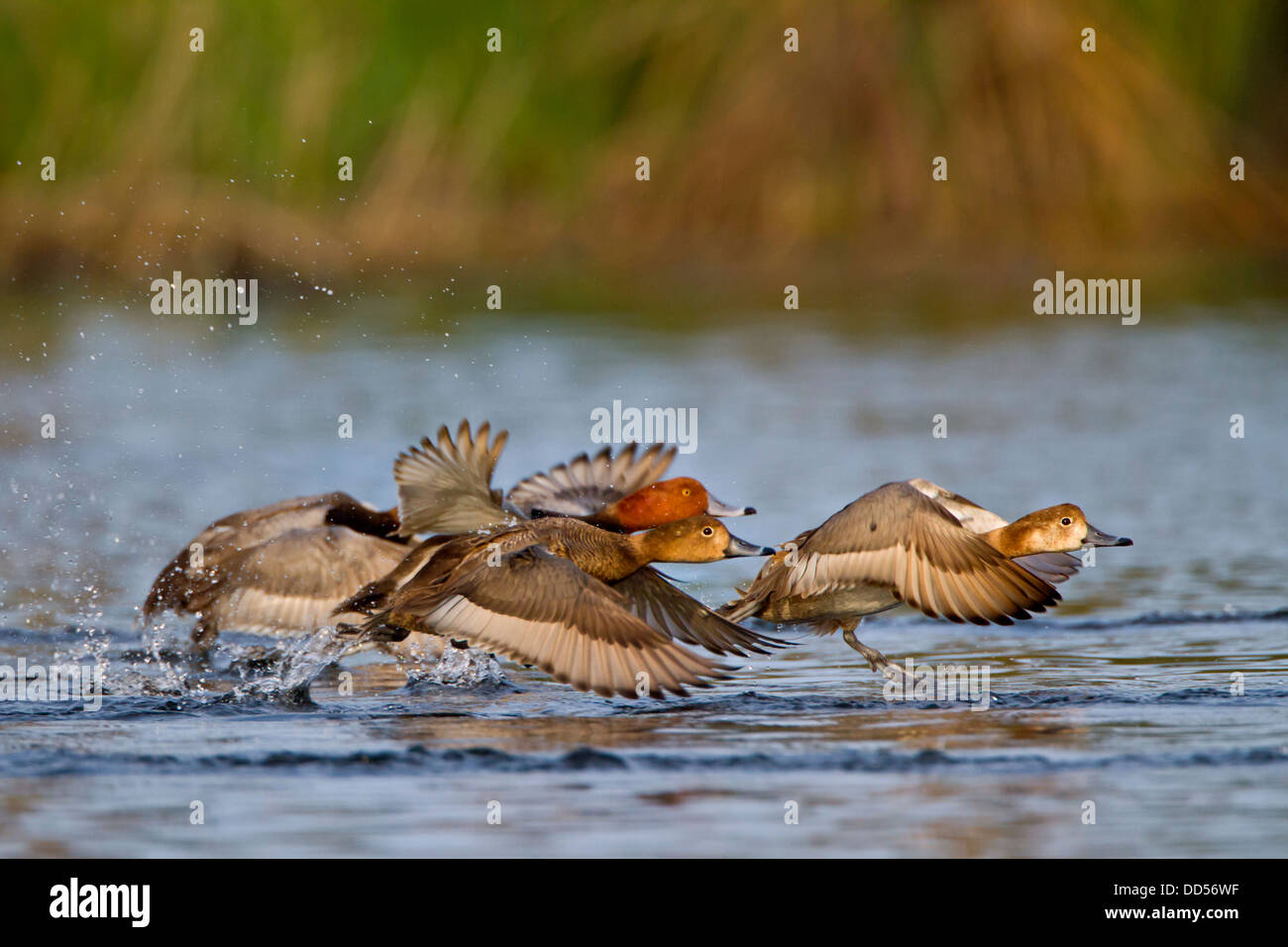 Redhead Duck (Aythya americana) flock flying from freshwater pond near ...