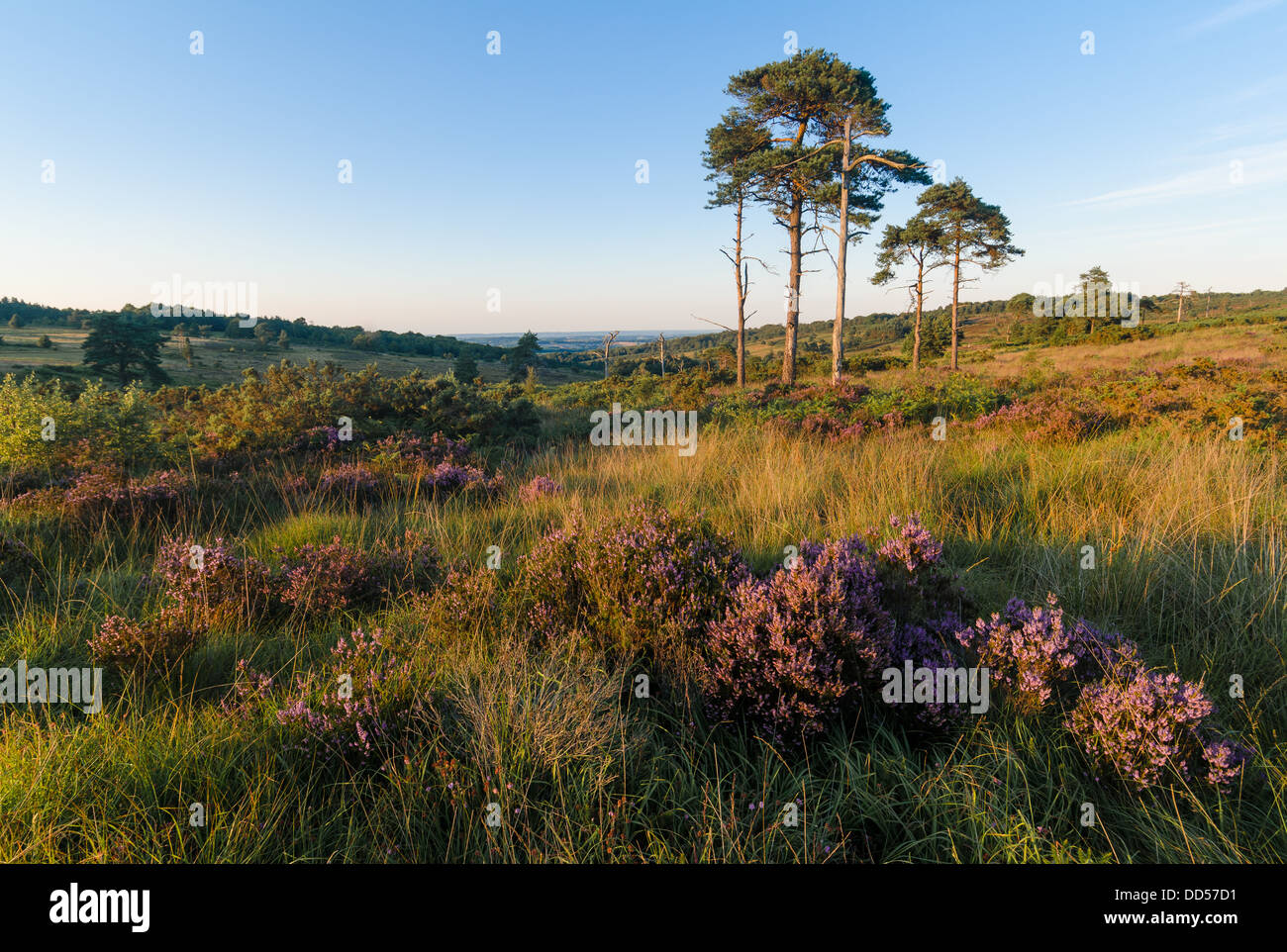 Ashdown forest hi-res stock photography and images - Alamy