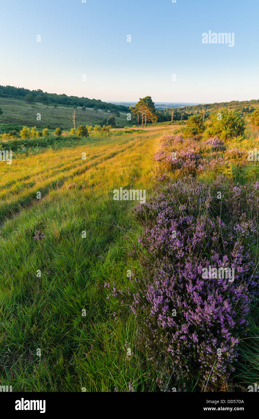 Ashdown forest hi-res stock photography and images - Alamy