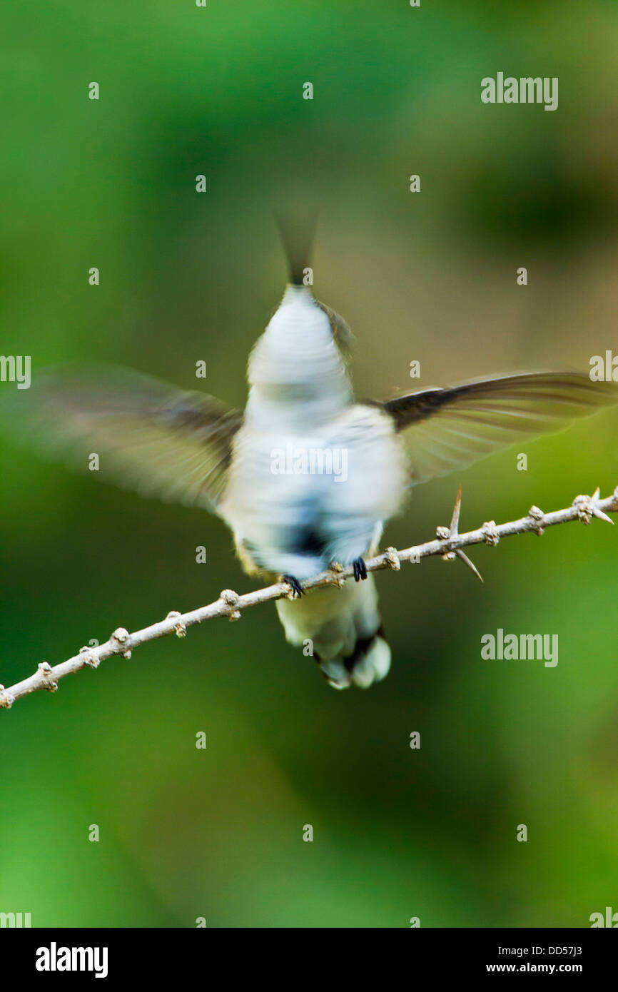 Ruby-throated Hummingbird (Archilochus colubris) shaking water from ...