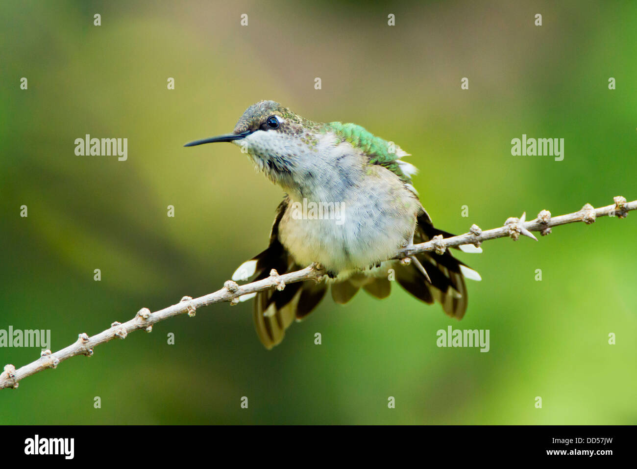 Ruby-throated Hummingbird (Archilochus colubris) stretching, Texas, USA ...