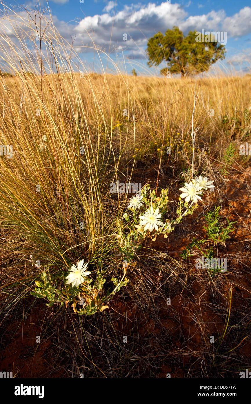 Sand Lily (Leucocrinum montanum) in fallow field, Texas, USA Stock ...