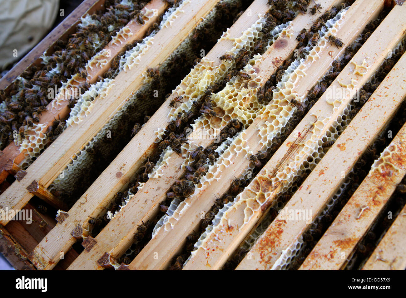 The beehive pub london england hi-res stock photography and images - Alamy