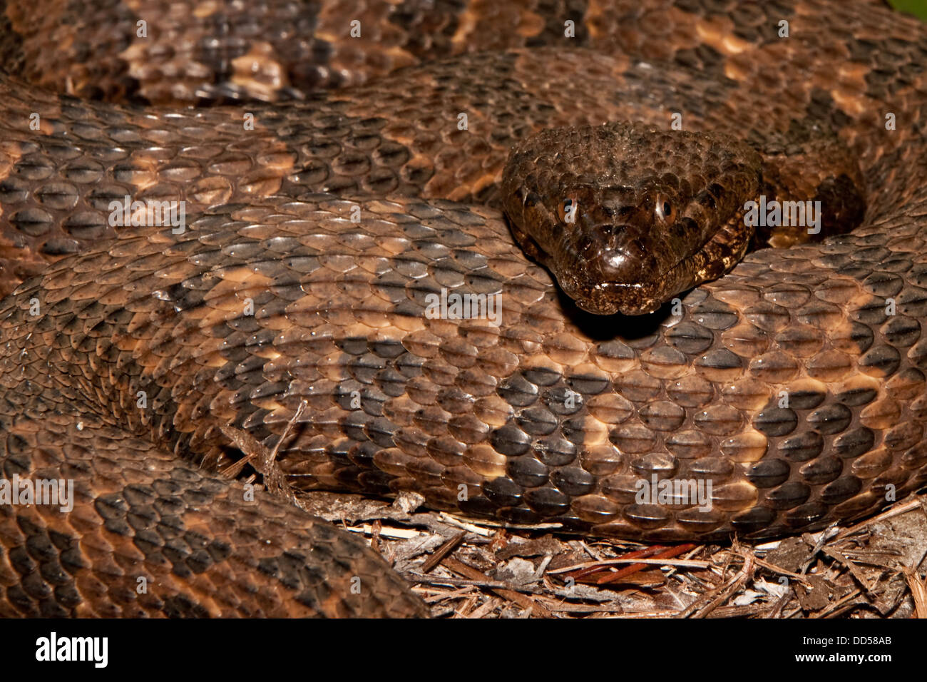 Florida brown snake hi-res stock photography and images - Alamy