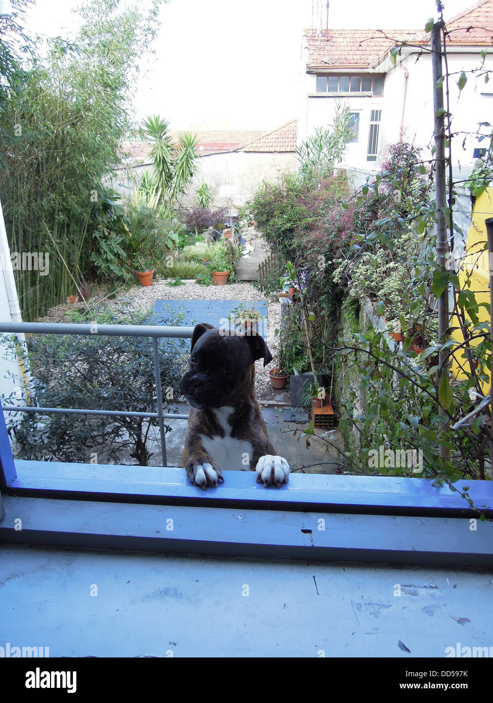 a cute young male boxer dog putting his front paws on the window sill ...