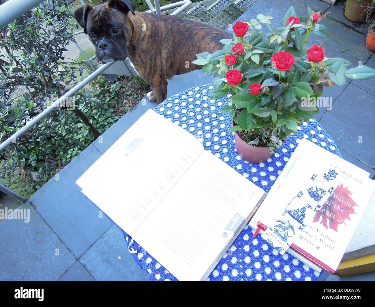 enjoy some reading time with a cute boxer dog and a pot of rose Stock ...