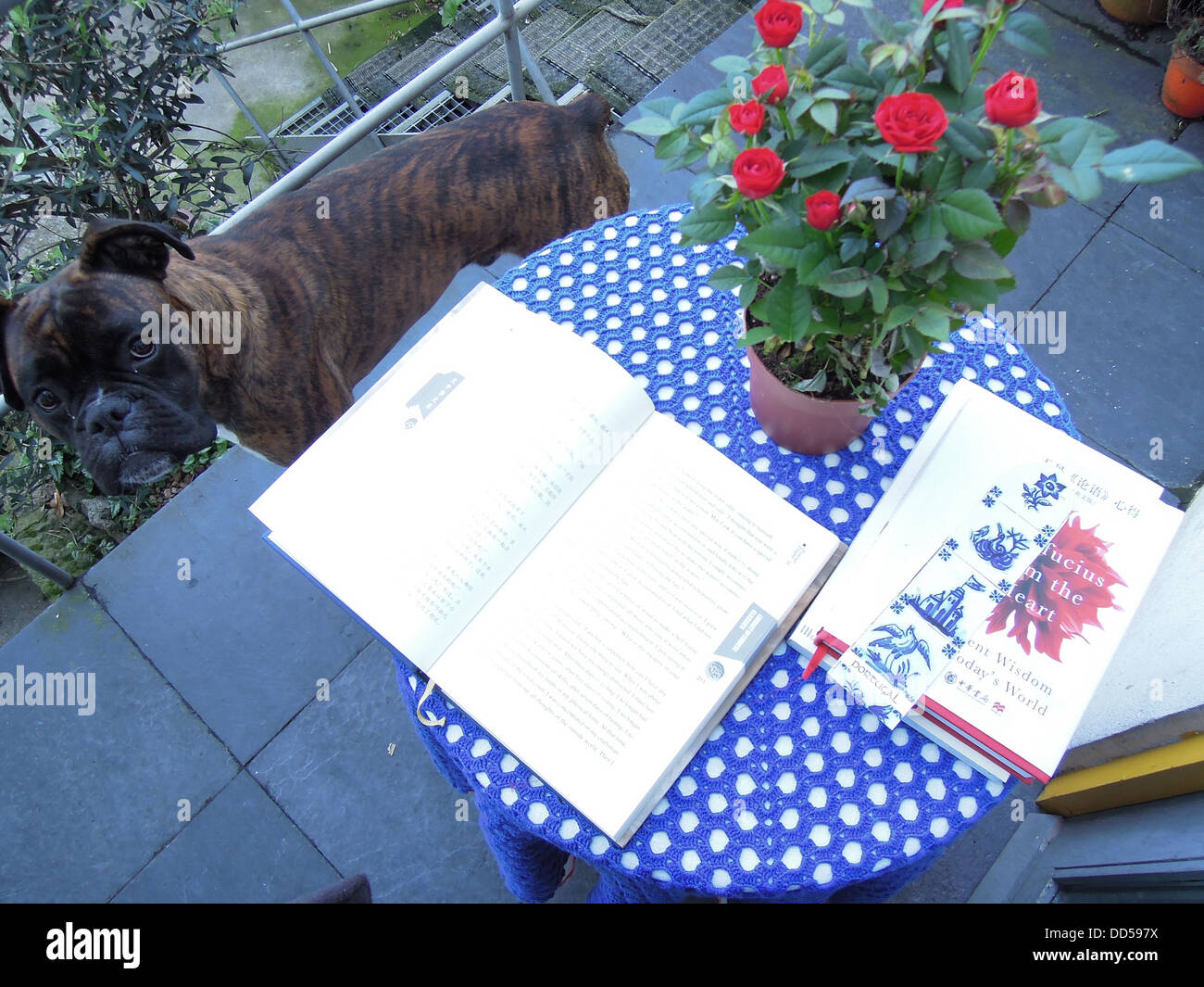 Reading of rose hi-res stock photography and images - Alamy