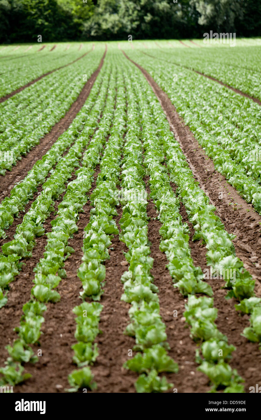fresh green salad cabbage on field summer agriculture nature plant ...